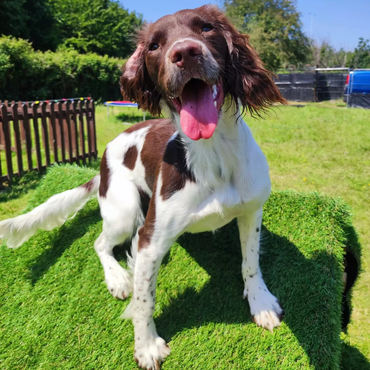 Dog Daycare with Training | Pawsitive Tribe Dog Academy